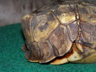 Hingeback Tortoises (Kinyxys) - Tortoise Library