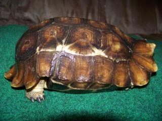 Hingeback Tortoises (Kinyxys) - Tortoise Library