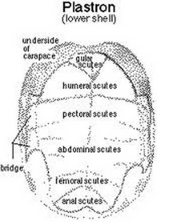 Tortoise Anatomy & Senses - Tortoise Library