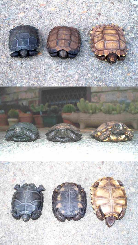 Indochinese Tortoises (Manouria) - Tortoise Library