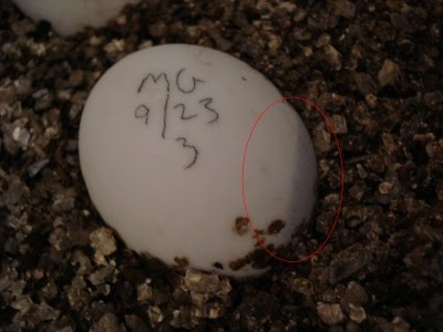 Nesting and Incubation for Red-footed Tortoises - Tortoise Library