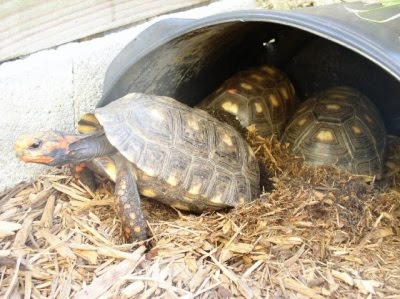 Nesting and Incubation for Red-footed Tortoises - Tortoise Library